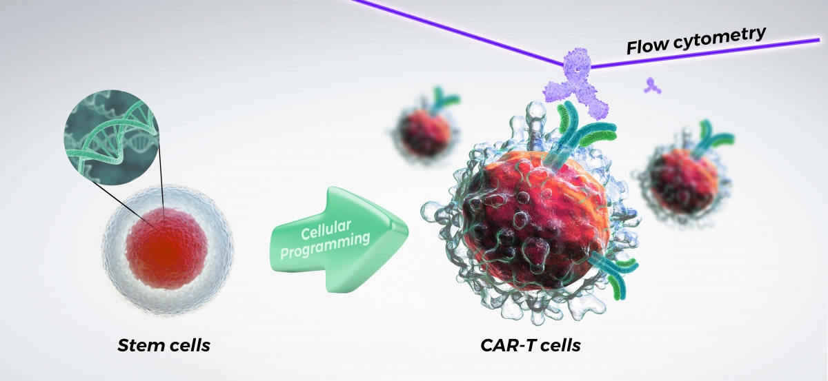 Flow cytometry: The core characterisation technique for developing next ...