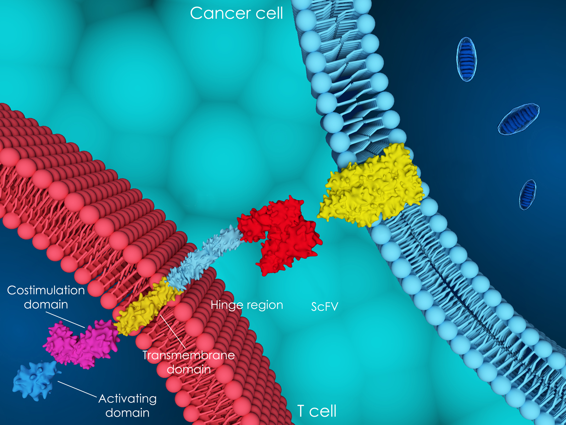Cartherics – The future of cancer treatment : off-the-shelf cellular ...