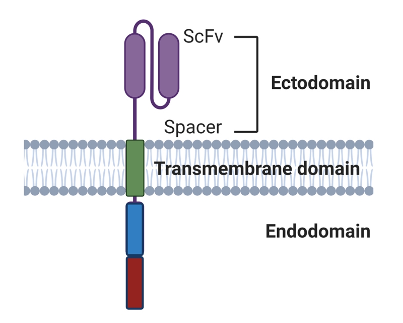 Chimeric Antigen Receptor Technology – Cartherics