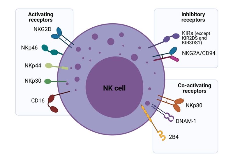 Chimeric Antigen Receptor Technology – Cartherics